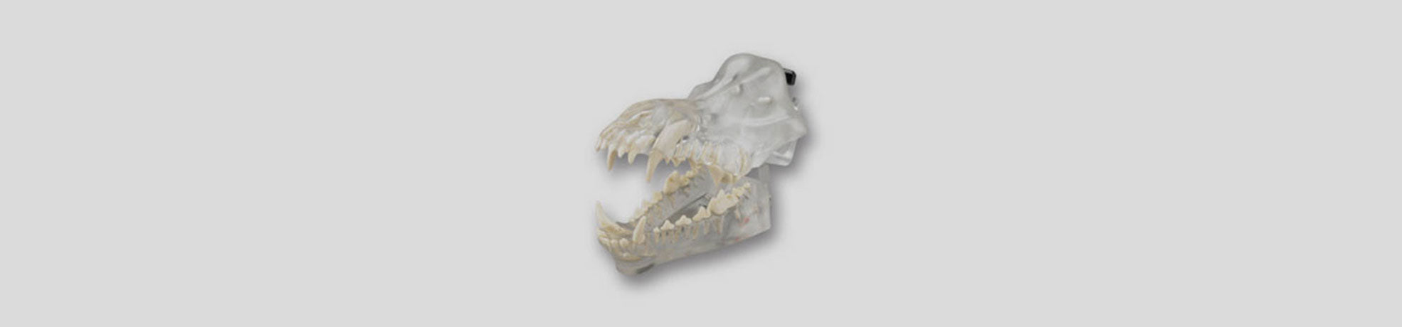 Canine, Feline, Rabbit Veterinary Dental Models | Serona Animal Health